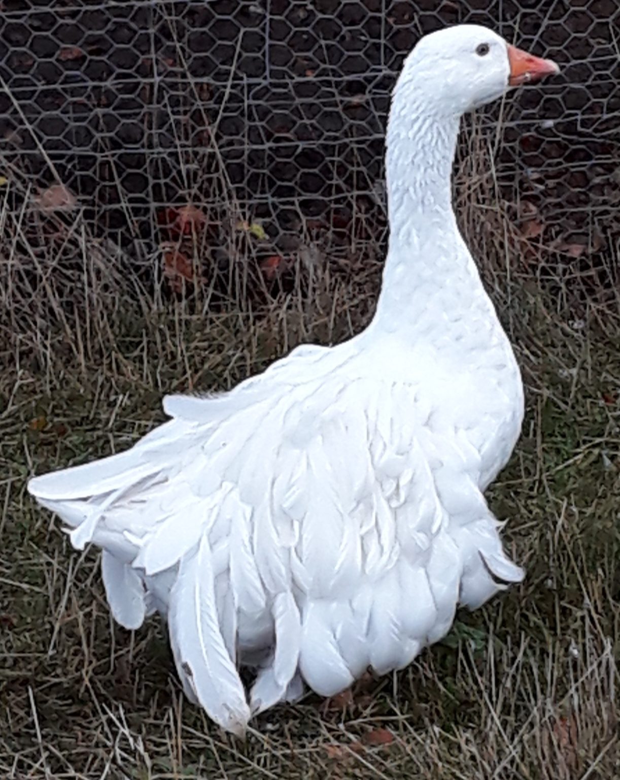 Waterfowl on the Web 2022 Results - British Waterfowl Association