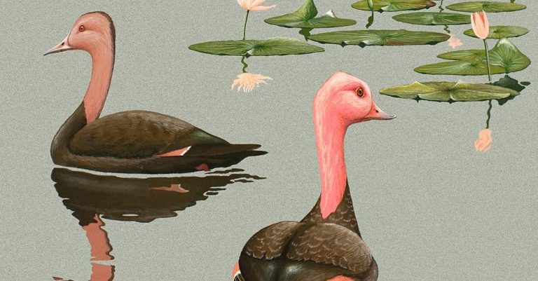 Pink-headed Duck - British Waterfowl Association