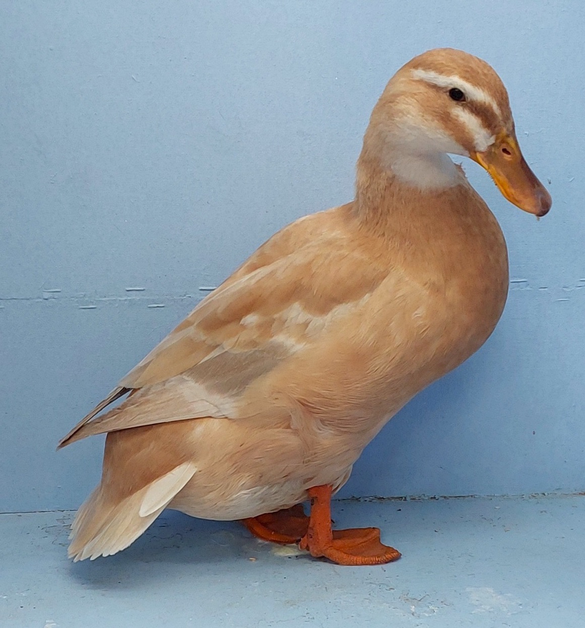 Waterfowl on the Web 2022 Results - British Waterfowl Association