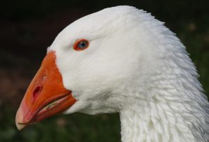 Embden Goose - British Waterfowl Association