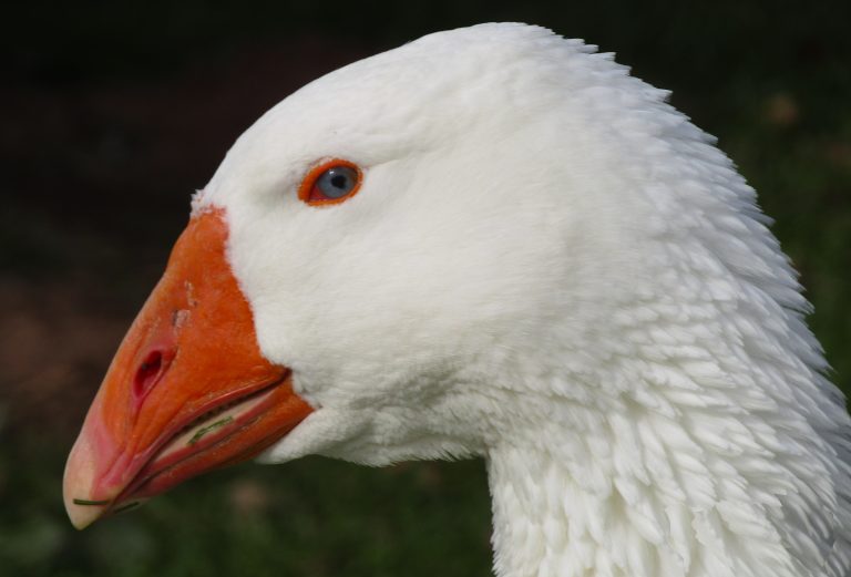 Embden Goose - British Waterfowl Association