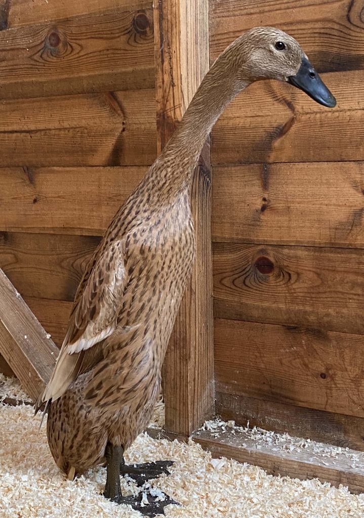 Waterfowl on the Web 2022 Results - British Waterfowl Association