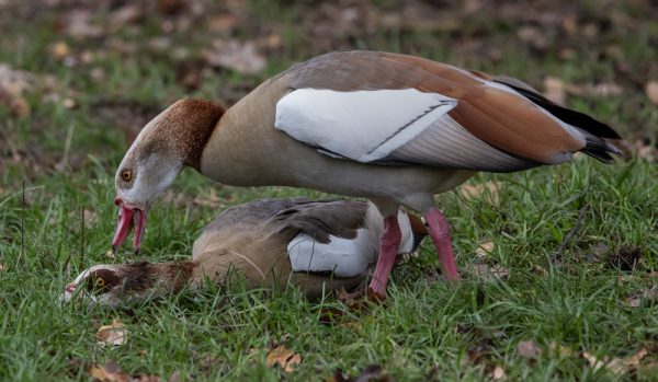 Egyptian Goose - British Waterfowl Association Species account for the ...