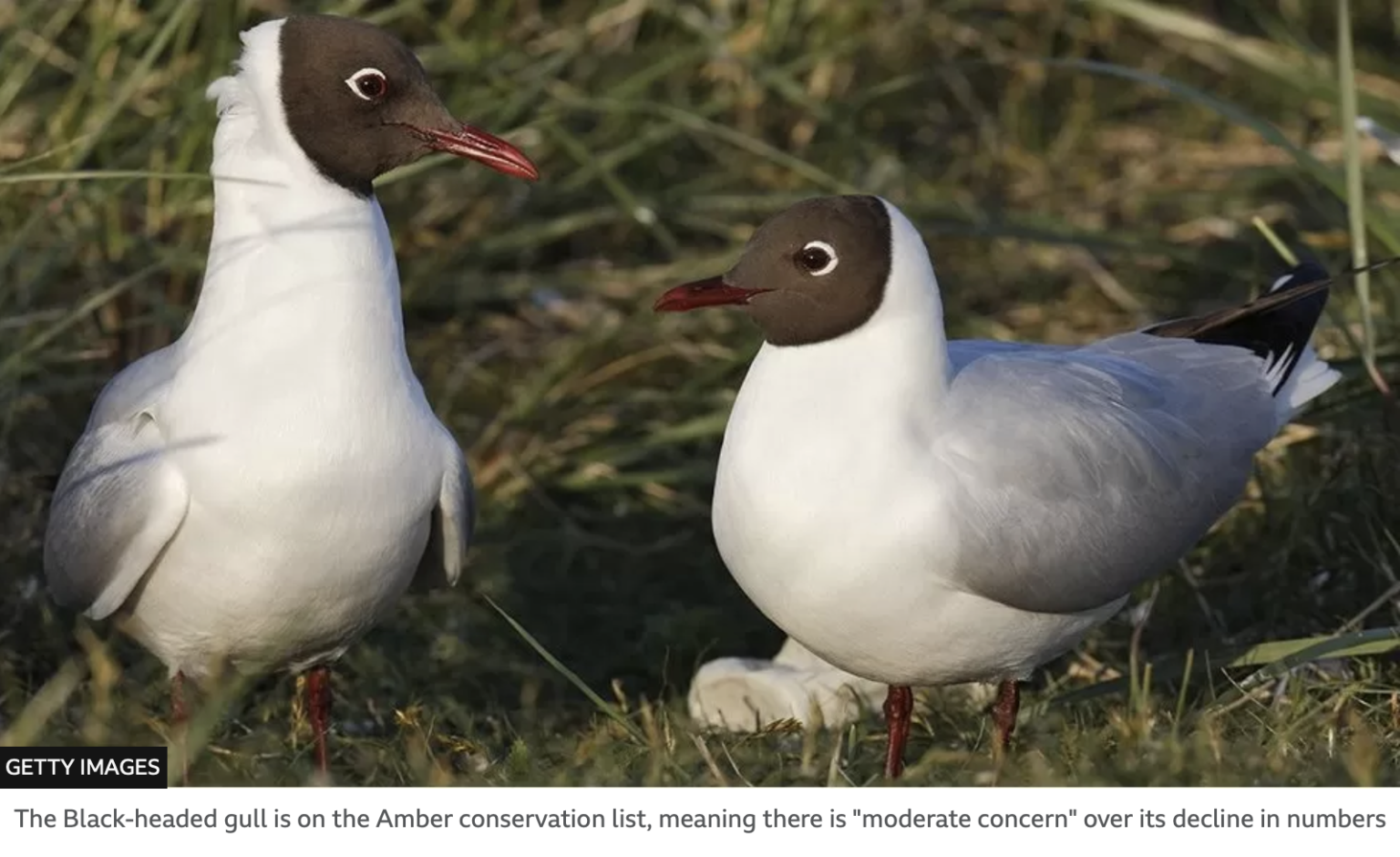 BWA British Waterfowl Association — UK charity no 263156