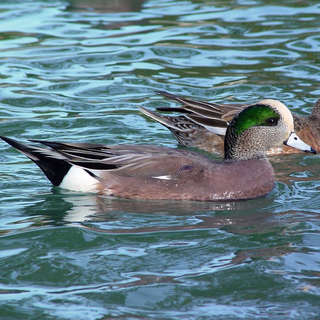 Waterfowl A to F - British Waterfowl Association