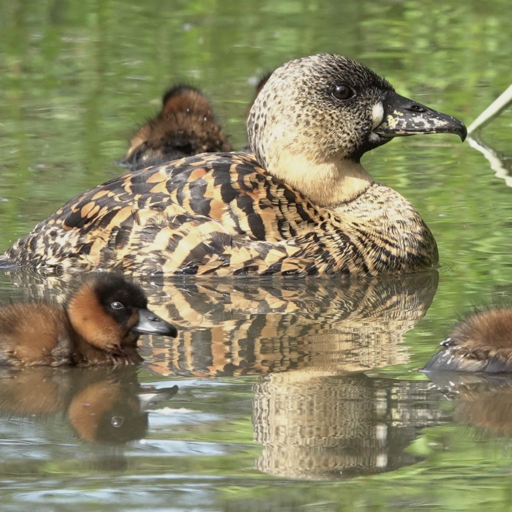 Waterfowl A to F - British Waterfowl Association