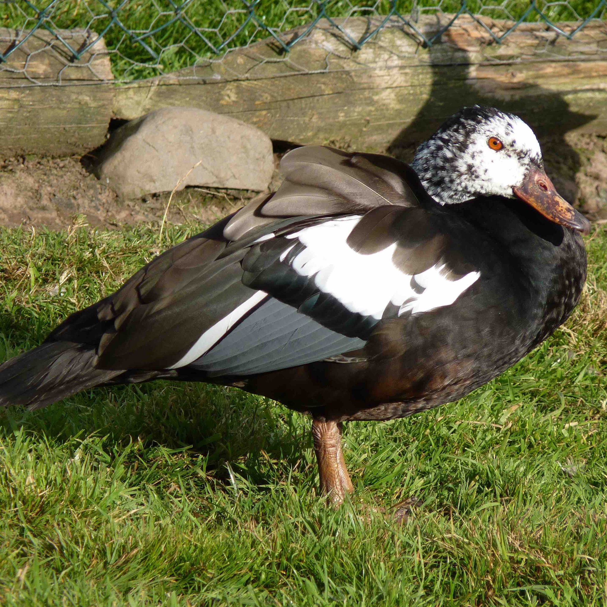 Waterfowl W to Z - British Waterfowl Association