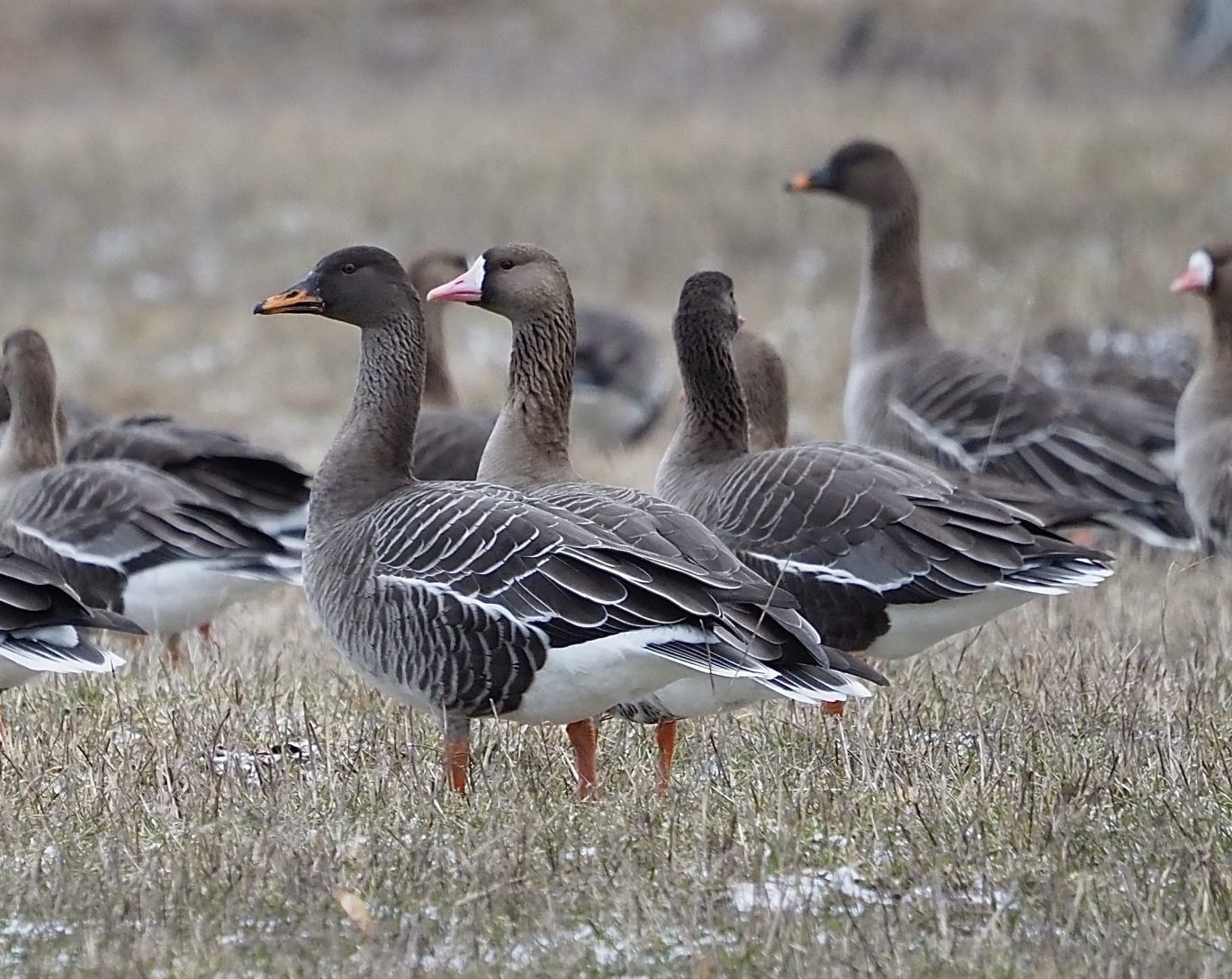 Bean Geese - British Waterfowl Association
