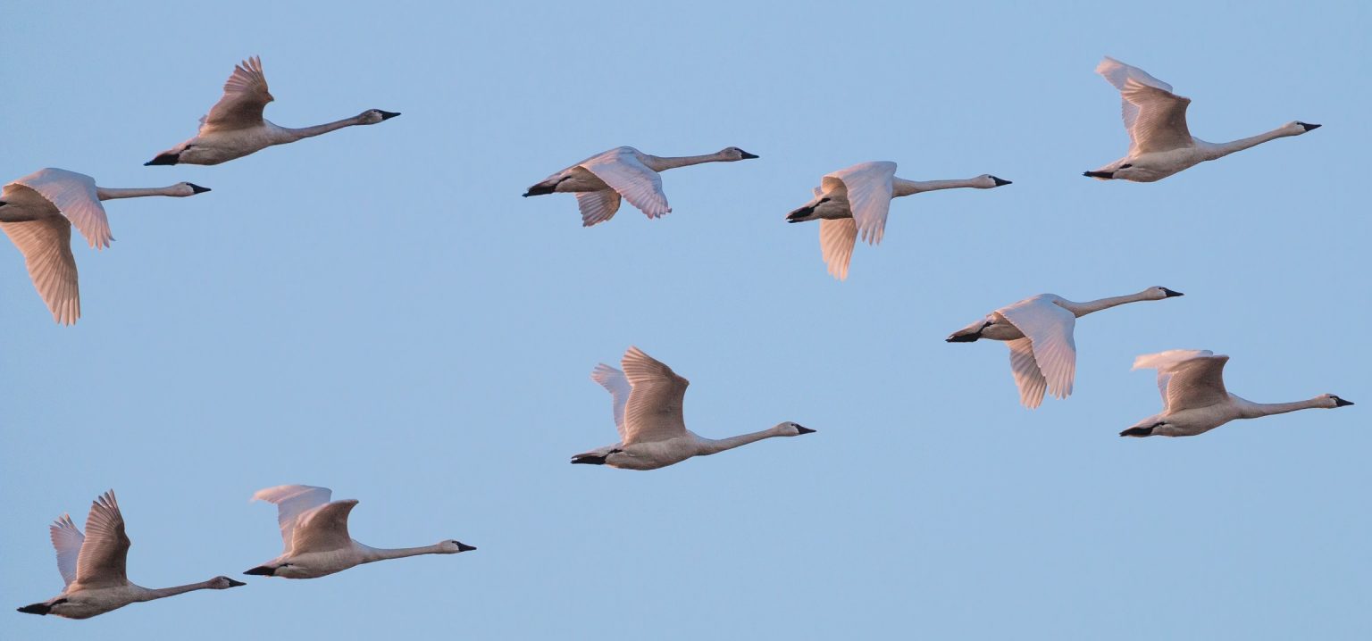 World Waterfowl Day - British Waterfowl Association